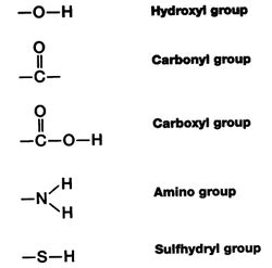 Functional Groups AP Biology Review GH Chapter 4 Carbon And The Molecular Diversity Of Life