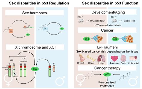 Sex Disparities In P53 Regulation And Functions Novel Insights For