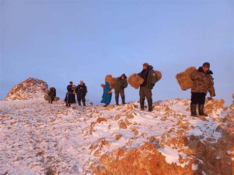 Янгирын сүрэгт биотехникийн арга хэмжээ авлаа