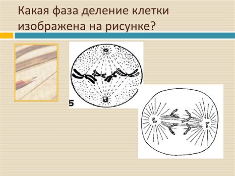 Методы исследования генетики человека презентация онлайн
