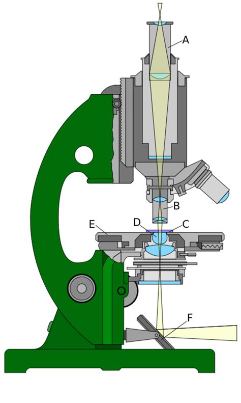 How Lens Light Microscope At Mark Bevill Blog