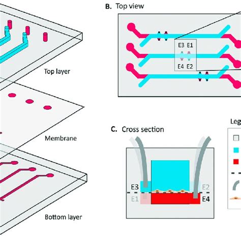Schematic Illustration Of The Multiplexed Pdms Microfluidic Chip With 3 Download Scientific