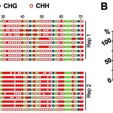 Bisulfite Sequencing Using Bisulfite Sequencing We Analyzed The