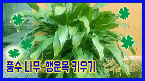 부자들만 몰래 키운다는 이 식물 집에 두면 미친 듯 돈을 가져옵니다 돈 되는 부자 식물 식물 풍수 인테리어 Youtube
