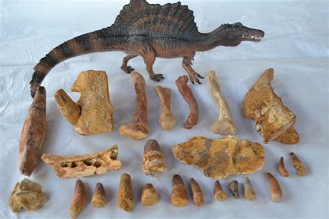 Bones Jaw Teeth Dinosaurs And Reptiles Fossil From Catawiki
