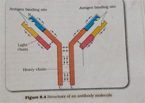 Antigen Binding Site Antigen Binding Site Figure 84 Structure Of An Anti