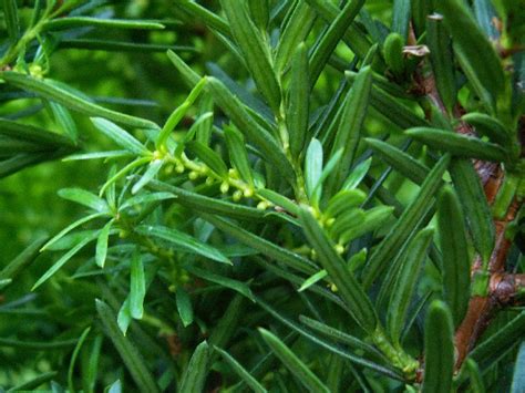 Taxus media 'Densiformis'