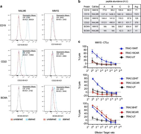 Cd19 Cd22 And Bcma Hit Receptors Elicit T Cell Mediated Lysis Of