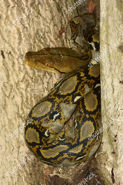 Reticulated Python Python Reticulatus Adult Coiled Editorial Stock Photo Stock Image