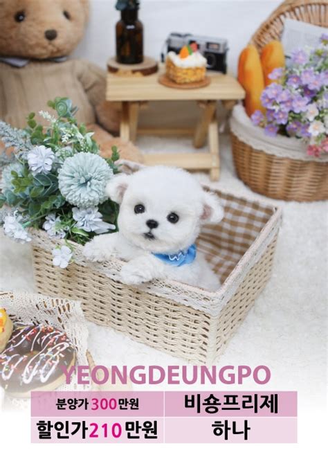 서울강아지분양비숑프리제분양하나