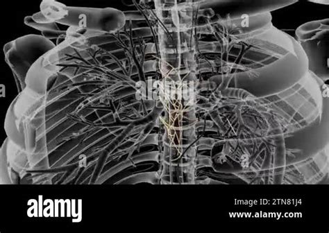 Esophageal Stock Videos And Footage Hd And 4k Video Clips Alamy