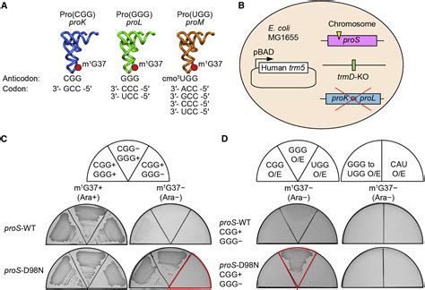 Trna Methylation Resolves Codon Usage Bias At The Limit Of Cell Viability Cell Reports