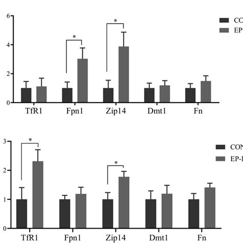 relative mrna expression of iron transport related genes in placenta