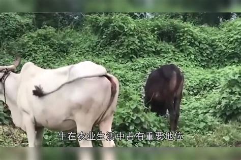 5亿头牛在印度泛滥，为何印度人不吃，还想出口给我国出口