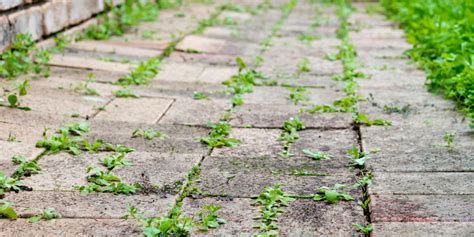 How To Prevent Weeds In Paving At Indiana Seery Blog