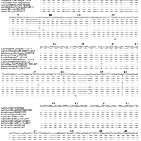 Primer Design For The Reverse Transcription Loop Mediated Isothermal