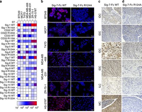 Siglec Ligands On Cancer Cells And Tissues A Heat Map Of Binding Of Download Scientific Diagram