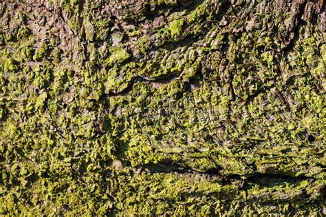 Closeup Of Rough Mossy Bark Of Dry Spruce Tree Trunk As Natural Background Picea Stock Image