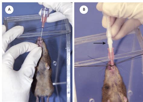 Oral Intubation Of Mice Using A Biolite Intubation Kit A Retraction Download Scientific