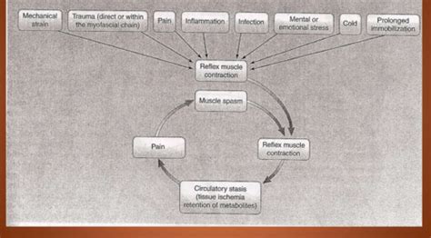 Draft Manual Skills 200 Trigger Points Flashcards Quizlet
