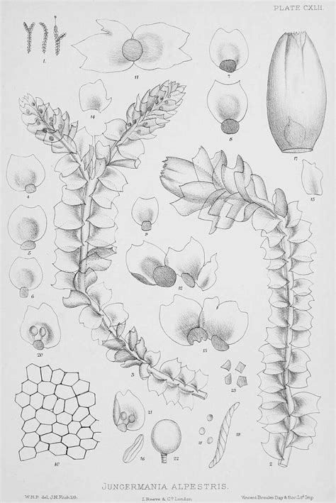 Liverworts Of Britain And Ireland Leiocolea Buch