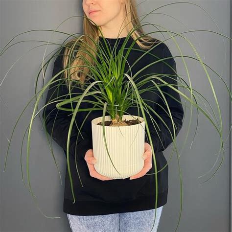 Экзотическое растение Нолина в стильном кашпо Живые растения в Домодедово купить по цене 2490