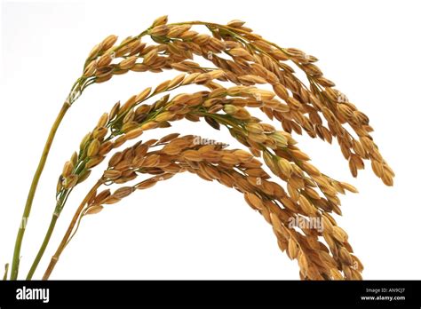 Rice Oryza sativa Stock Photo - Alamy