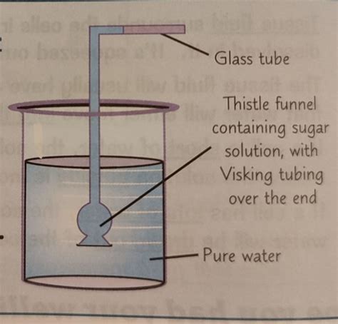 Diffusion Osmosis And Active Transport Flashcards Quizlet