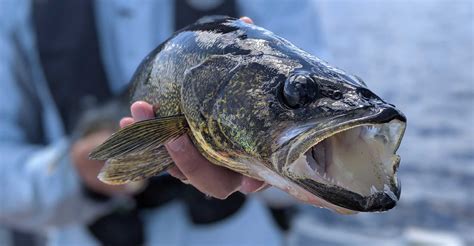 Walleye On The Fly In Algoma Algoma Country