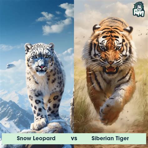 Siberian Tiger Predator Prey Interactions Fights And Aggressive