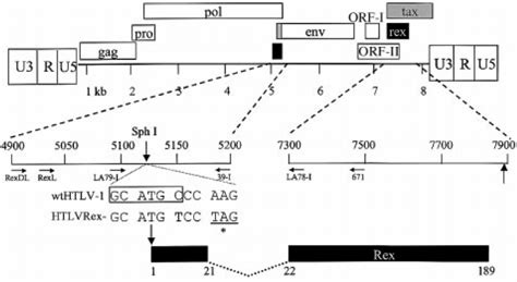 Organization Of The Htlv 1 Genome And Expanded Rex Coding Region