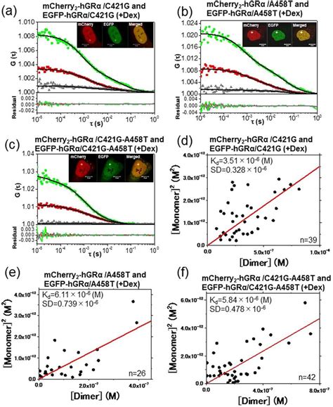 Fccs And K D Analysis Of Grα Mutants Typical Auto And Download Scientific Diagram
