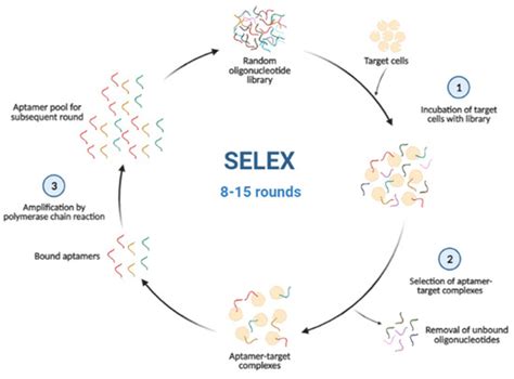 Advances In Aptamer Based Biosensors And Cell Internalizing Selex Technology For Diagnostic And