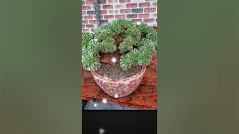 100손맛후기사진감사합니다콩분부터특대분까지섬세하게花緋緞화비단비단한복분s349화비단수제화분수제화분선인장화분코노화분화분판매영상예쁜화분한복구근식물