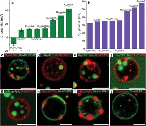 Structure‐property Relationships Governing Membrane‐penetrating Behaviour Of Complex Coacervates