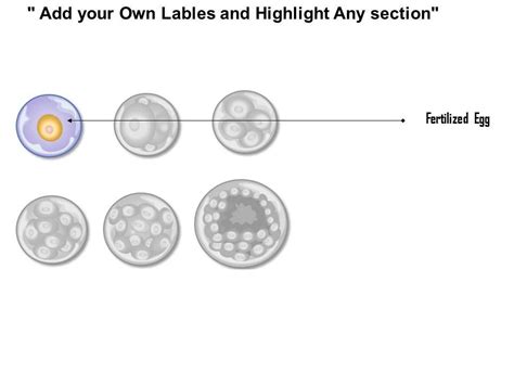 Human Embryonic Development Medical Images For Powerpoint PowerPoint Templates Download