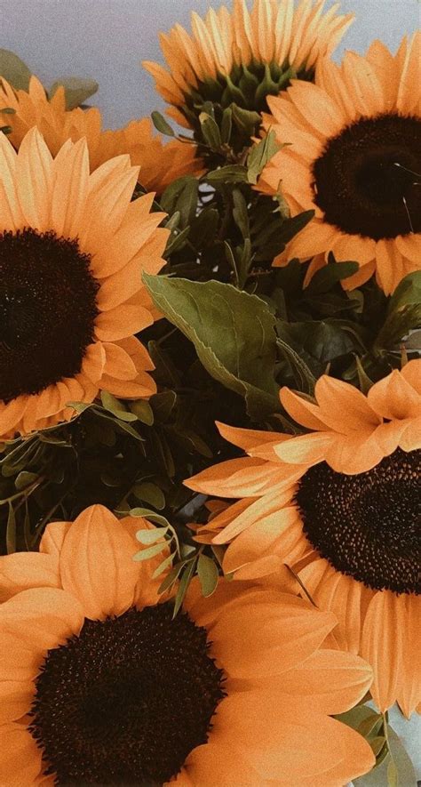 Обои на телефон💛Подсолнухи Wallpaper Florido Papel De Parede De