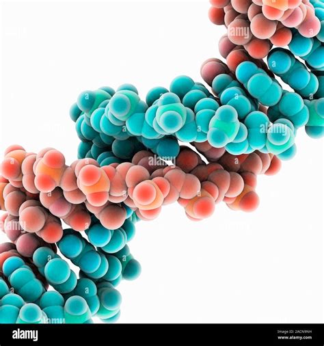 B Dna Molecule Computer Model Showing The B Structure Of A Dna Deoxyribonucleic Acid Molecule