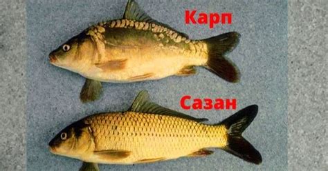 Чем отличается карп от сазана: есть ли разница внешне и по вкусу ...