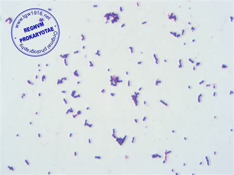 Regnum Prokaryotae Microscope Images