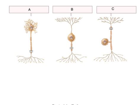 Structural Classification Flashcards Quizlet