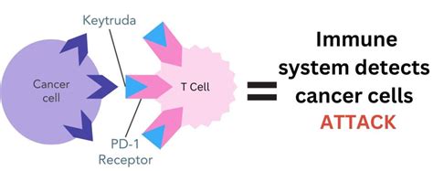 Keytruda For Secondary Breast Cancer Science And Stories Owise Uk