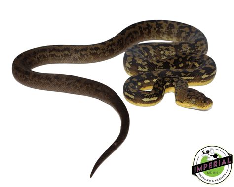 Timor Python Female 10923 03 Your Trusted Pet Expert
