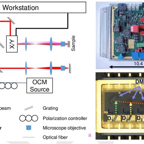Input Polarization Dependent Ocm Coherence Function The Coherence Download Scientific Diagram