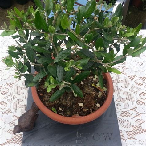 Miniature Olive Trees Growing Vegetables Organic Raised Garden Beds