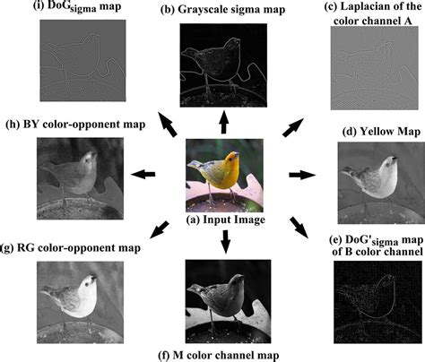 Automatic Quality Prediction Of Authentically Distorted Pictures