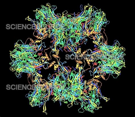 Hpv Like Particle Ribbon Model Stock Image Science Source Images