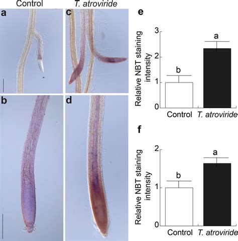 T Atroviride Induces The Accumulation Of Superoxide Anion In The Root Download Scientific