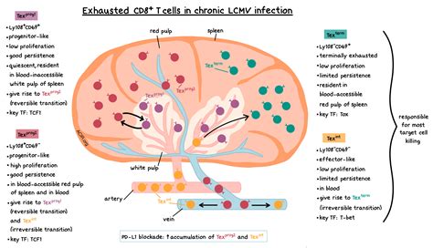 Exhausted T Cells Come In Many Flavors
