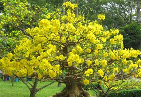 Pretty Tree With Yellow Flowers Pictures Photos And Images For Facebook Tumblr Pinterest